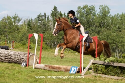 Past Horses - Hampton Riding Centre