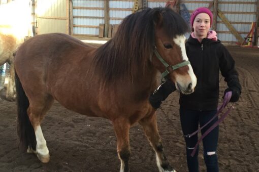 Meet The Horses - Hampton Riding Centre