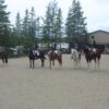 Horseback Riding Lessons - Hampton Riding Centre