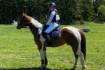 Meet The Horses - Hampton Riding Centre